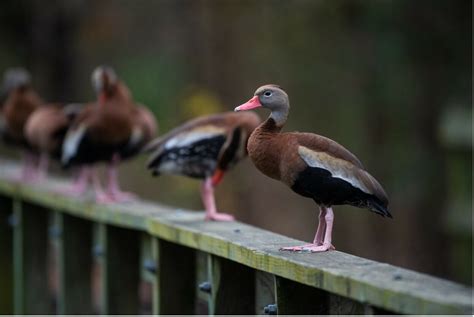South Texas Natives Black Bellied Whistling Duck ~ San Antonio River