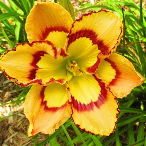 Daylily Bulbs For Sale Daylily Roots Daylily Plants Daylily Bulbs Bulk