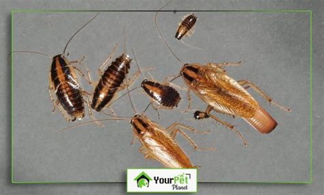 Cockroach Nymphs Facts You Want To Know Your Pet Planet