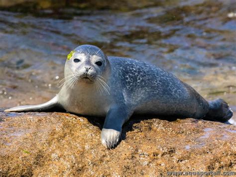 Phoca Vitulina Phoque Commun