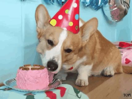 Happy Birthday Corgi