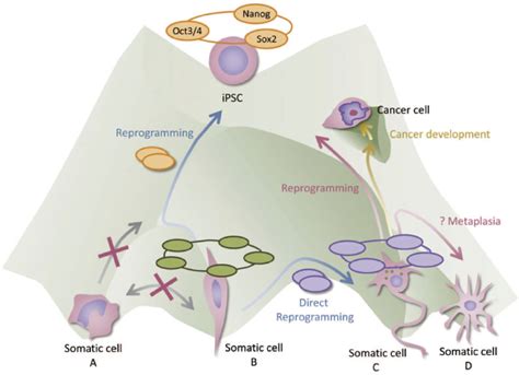 Figure 2 From Cancer Stem Cell Hypothesis Implication For Cancer