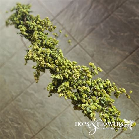 Prepared Hop Garland Essentially Hops