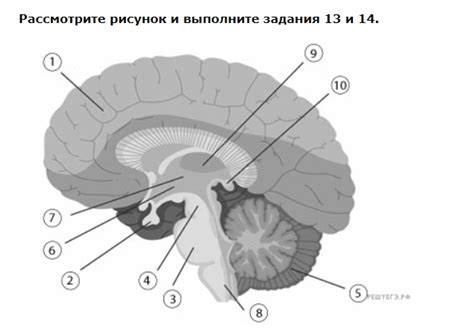 Тренируемся решать задания из ЕГЭ Какой цифрой на рисунке обозначен эпифиз Ответ в