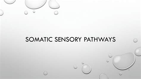 SOLUTION Somatic Sensory Pathways Nursing Ppt Lecture Notes Studypool