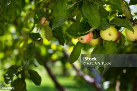 달 콤 하 고 잘 익은 빨간색과 녹색 사과 과수원에 유기 나무 자연 배경에서 아름 다운 과일 나무입니다 분기에 신선 하 고 달콤한 사과입니다 농림부 장관에 대한 스톡 사진