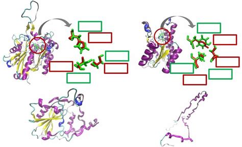Predicted Tertiary Structure Of Proteins A Phaa And Its Structural