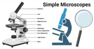 Simple Microscope Principle Parts Uses Examples Diagram