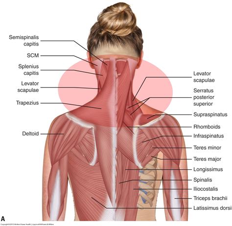 Neck Muscle Anatomy