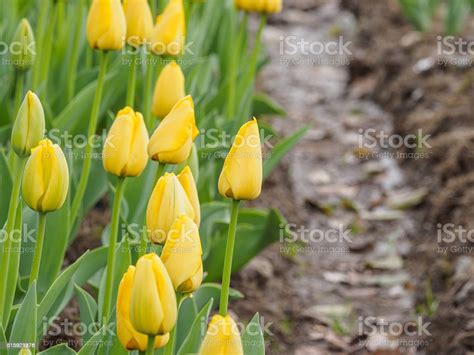 노란색 튤립 있는 아름다운 자연 부드러운 희미함 배경기술 0명에 대한 스톡 사진 및 기타 이미지 0명 3월 개체 그룹 Istock