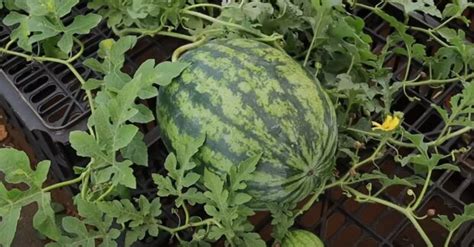 Як виростити солодкі кавуни в 2024 році інструкція та місячний календар Читайте на Ukr Net