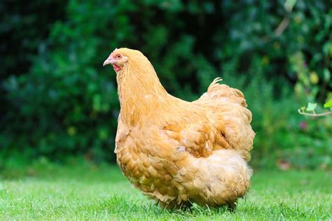 Meet The Majestic Orpington Chicken Breed A Comprehensive Guide
