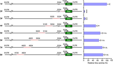 Mapping The Putative Promoter Region Required For Subgenomic Rna Download Scientific Diagram