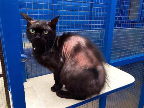 Pet Cat Described As A Walking Scab After It Was Almost Eaten To
