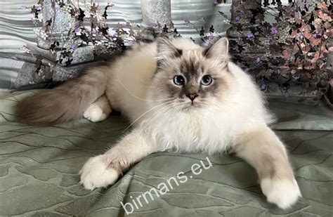 Some Thoughts On The Colour Of The Birman Cat Birman