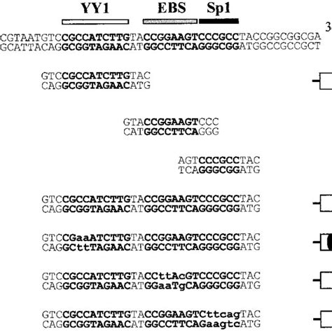 The Nucleotide Sequence And Schematic Representation Of The Download Scientific Diagram