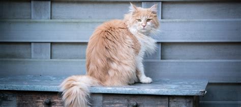 14 Long Haired Cat Breeds To Love And Breed Profiles
