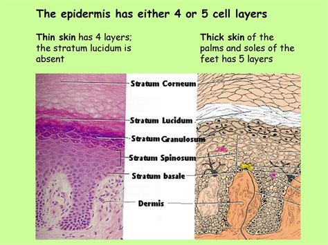 Week 13 The Integumentary System Ppt Download