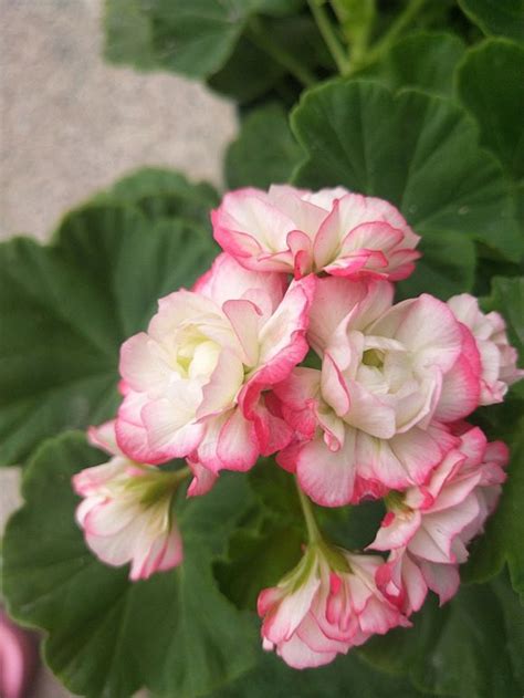 天竺葵日碗天竺葵吧百度贴吧