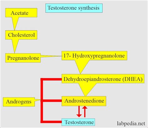 Testosterone Total And Free