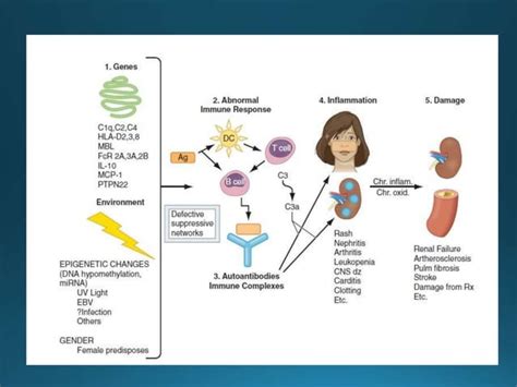 Sle And Systemic Sclerosis Ppt