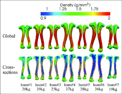 bone meshes resulting from the reconstruction of segmented ct images
