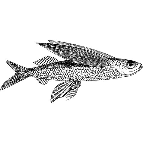 Free Flying Fish Clipart Image Download High Quality Flying Fish