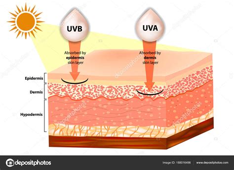 Uvb Uva Explained Filtering Rays Sun Protection Penetration Human Skin