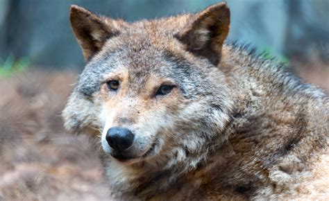 Loup Gris Les Terres De Nataé