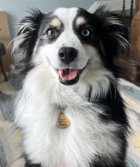 The face you make knowing you were a little trouble maker on your walk. : r/miniaussie