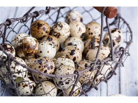 تخم خوراکی به روز بلدرچین محصولات تخم پرندگان در پ