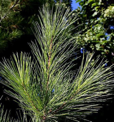 Eastern White Pine Edible Wild Plants Eastern White Pine Wild Edibles