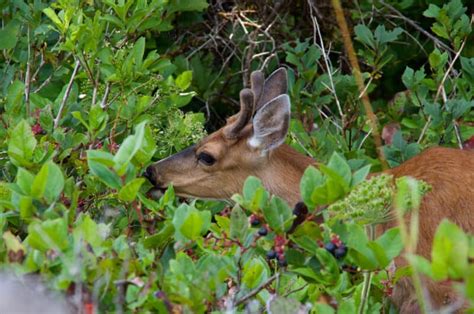 Growing Salal For Food And Beauty In Your Home Garden