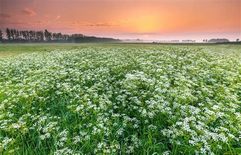 Обои Природа Поля обои для рабочего стола фотографии природа поля простор Обои для рабочего