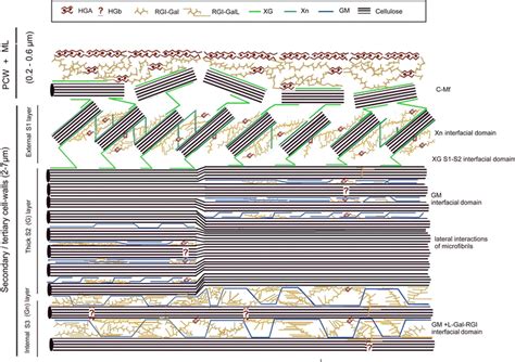 Multilayer Composite Model Of The Cell Walls Of Flax Fibres The Model Download Scientific