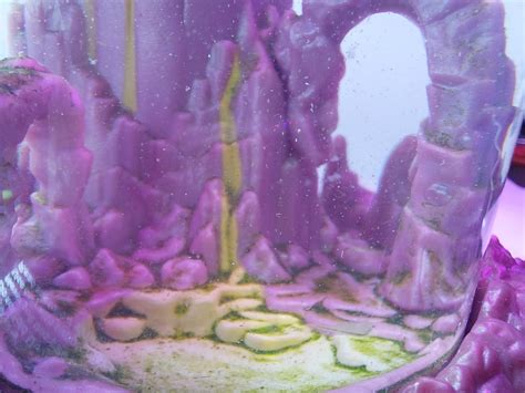 After Trying To Get Algea For Ages I Have A Steady Supply Now R