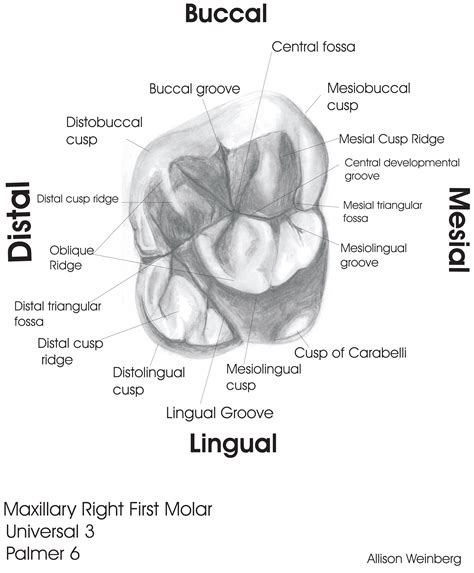 Molar Anatomy Diagram The Mandible Anatomy Structure Function Fzlef