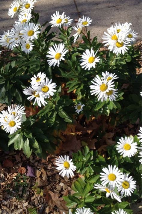 Garden Answers Plant Identification Plant Identification Plants