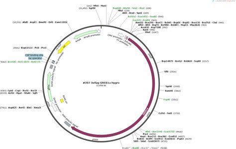 Addgene Pcdna 3xflaggreb1a