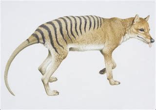 رحال Voyager قط تسمنيان Tasmanian Tiger نمر تسمانيا