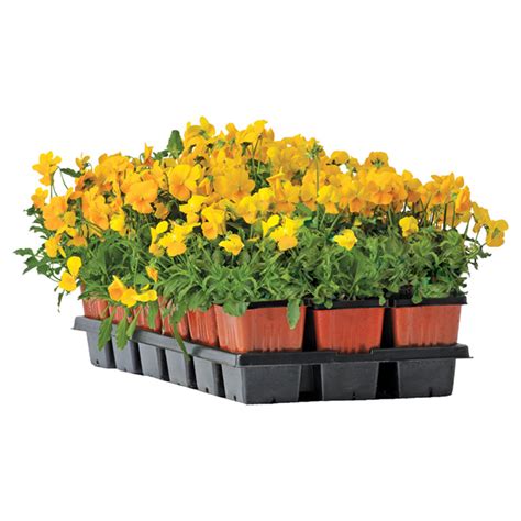 Perennials Assorted 00003 Rona