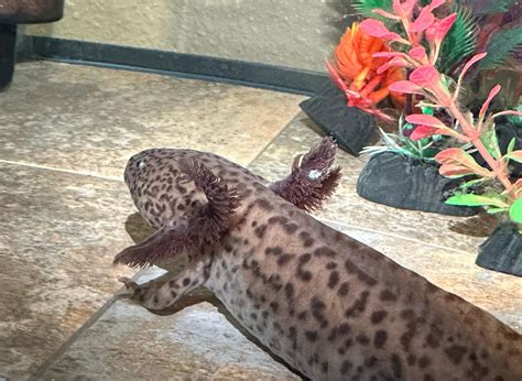 White Thing Stuck In Gills Raxolotls