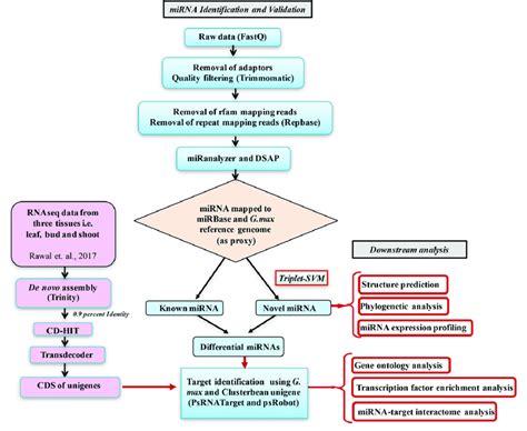 Systematic Representation Showing The Workflow Of The Known Novel Mirna