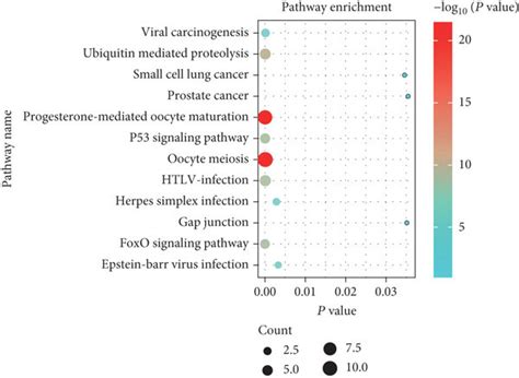 Functional And Co Expression Analysis Of Ccnb1 Ab Pathway