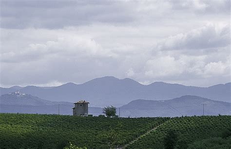 Friauler Weiß Enos Wein And Kultur