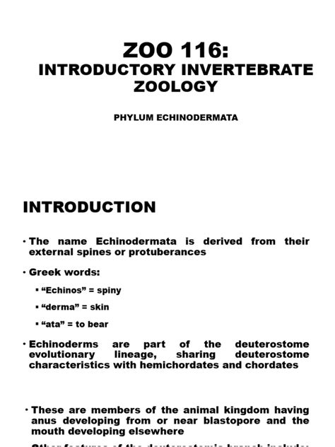 Echinoderms Pdf Skeleton Zoology Echinoderms Pdf Skeleton Zoology