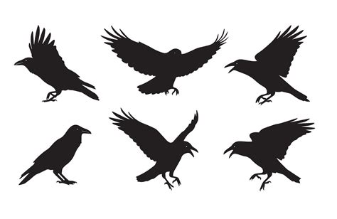 Crow Silhouette Set Perfect For Tattoo Designs 55736298 Vector Art At