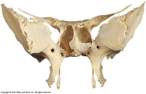 Ethmoid Bone Unlabeled