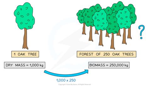Measuring Biomass Ib Ess Revision Notes