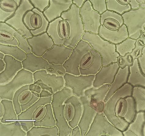 Stomata Object Detection Dataset And Pre Trained Model By Project